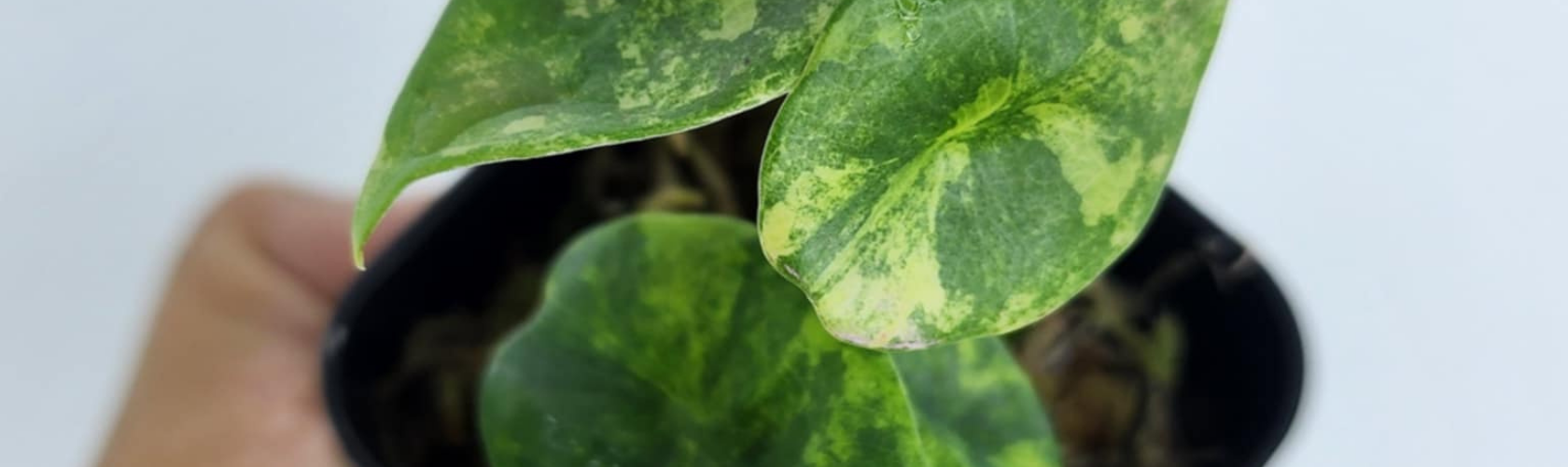 Alocasia nebula variegata rare tropical plant care – Green and White Plants