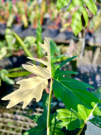 Monstera Deliciosa Light Lime – Rare Bright Tropical Plant – Green and ...