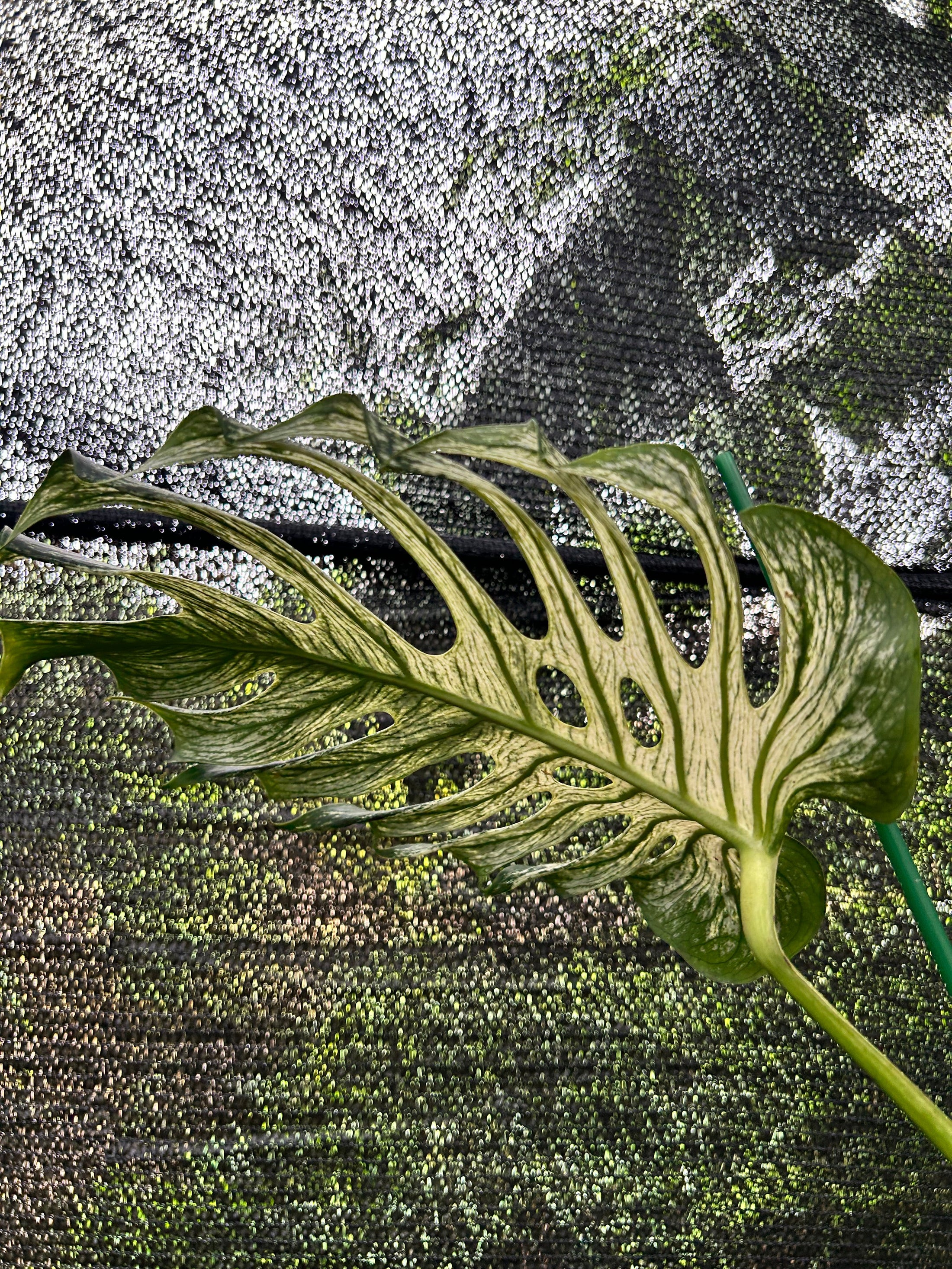 Monstera Devil Monster – Rare XXL Tropical Plant – Green and White Plants