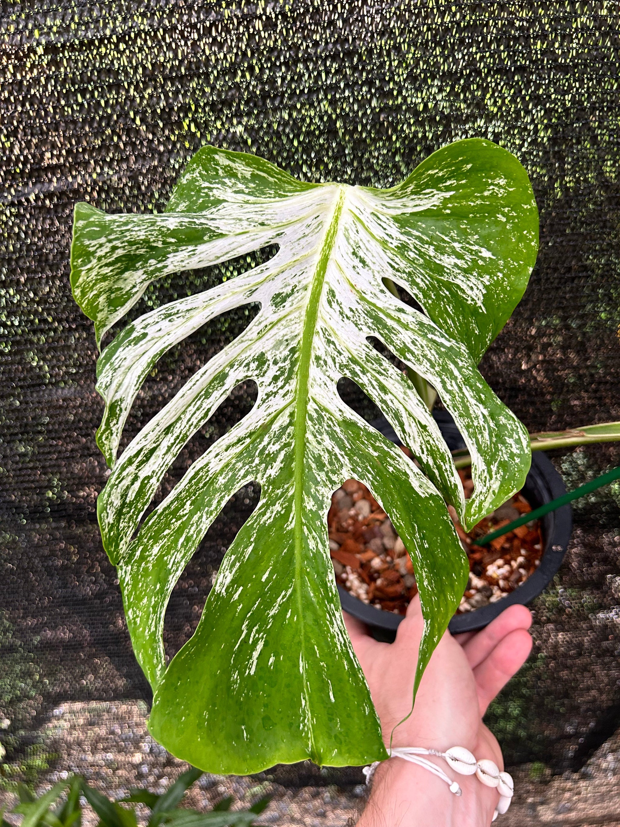 Monstera Devil Monster – Rare XXL Tropical Plant – Green and White Plants