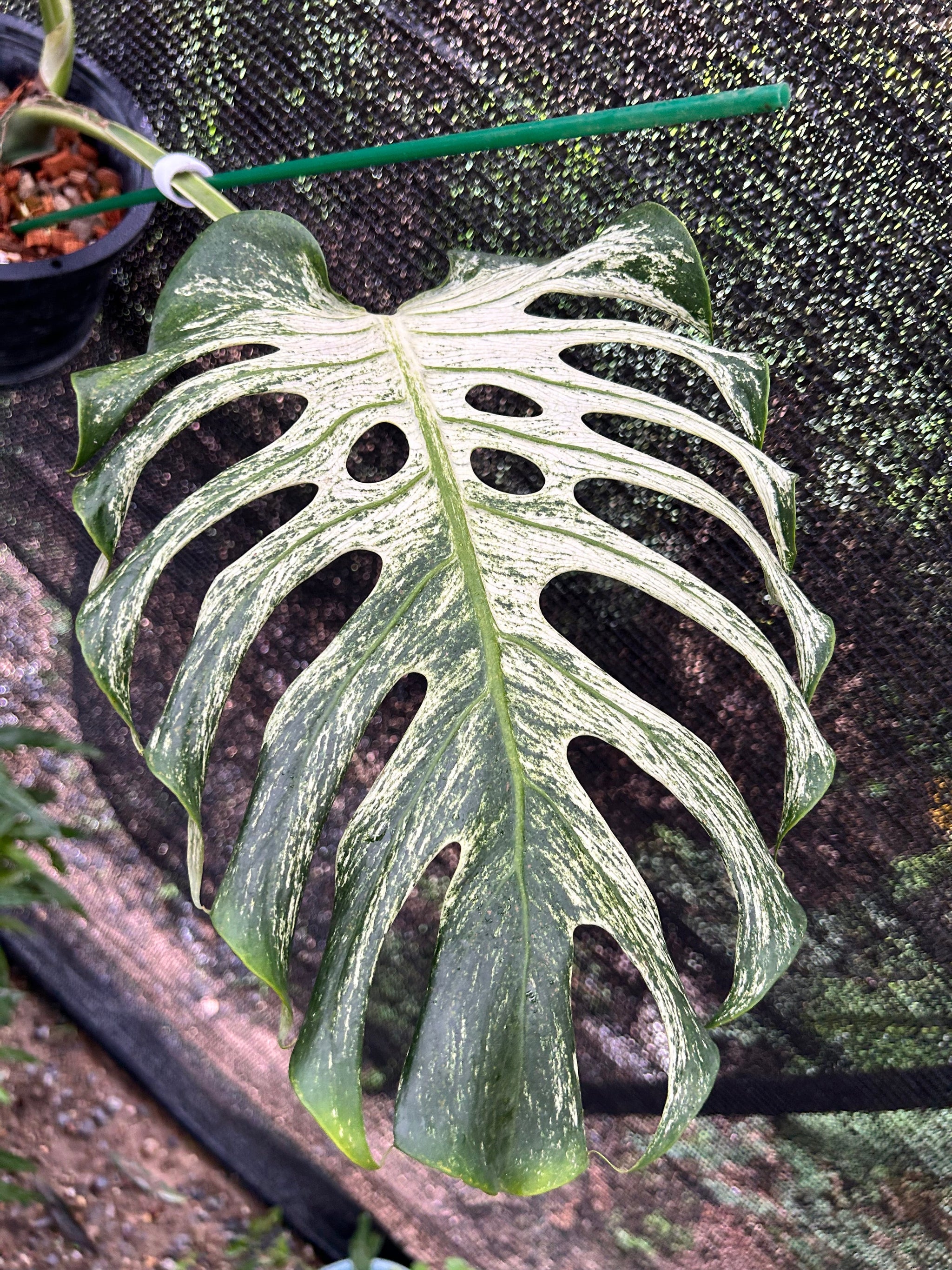 Monstera Devil Monster – Rare XXL Tropical Plant – Green and White Plants