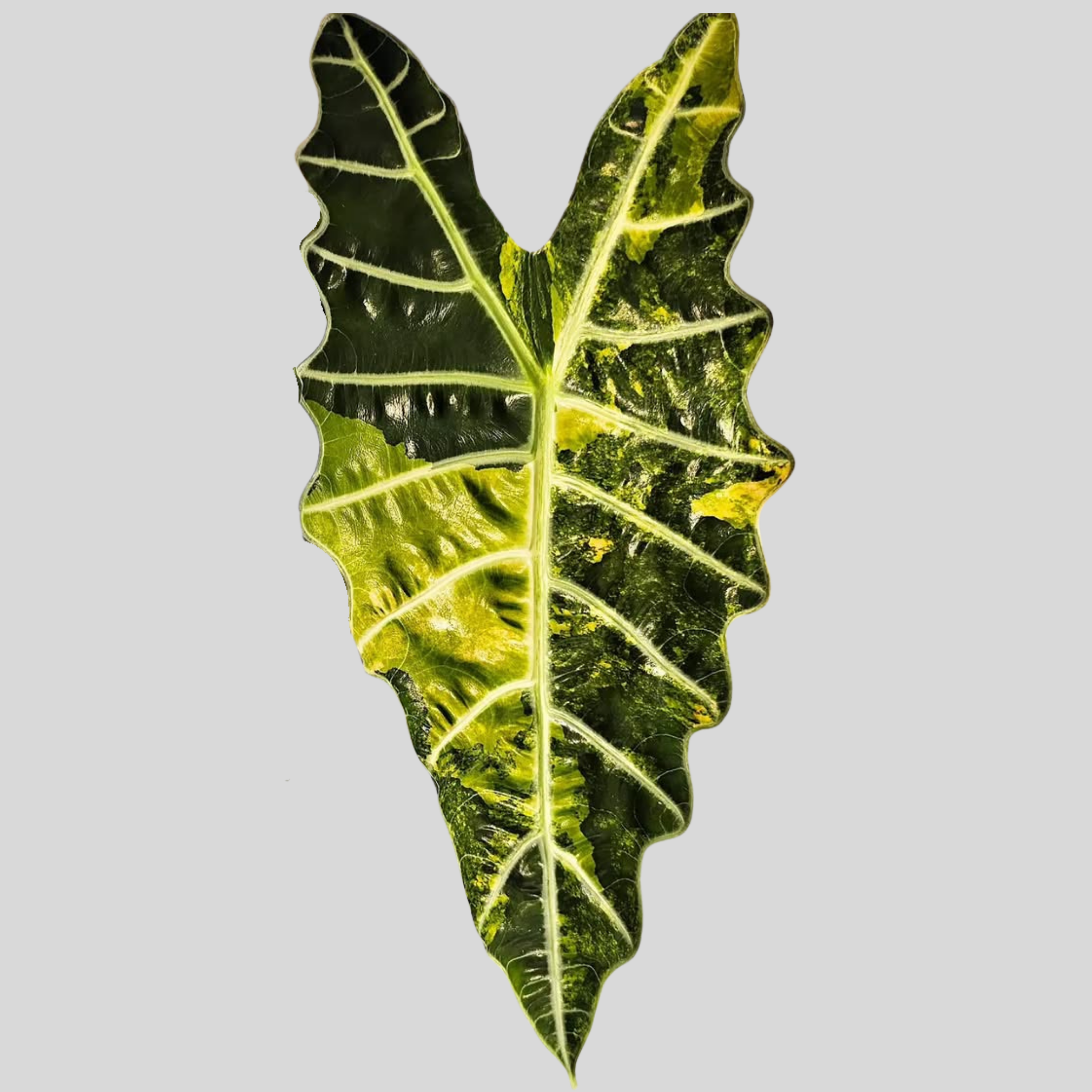 Alocasia Amazonica Aurea Bulb | Rare tropical plant – Green and White ...